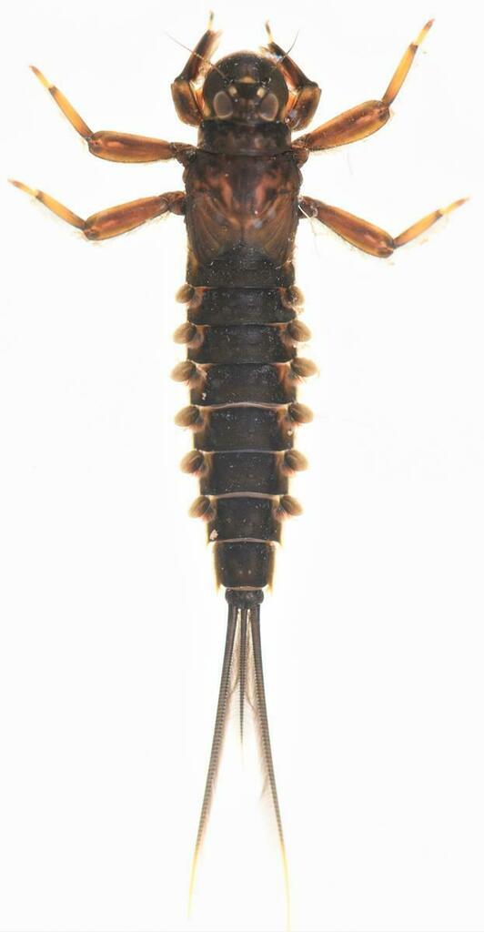 Oligoneuriopsis elizabethae from Nkangala District Municipality, South ...