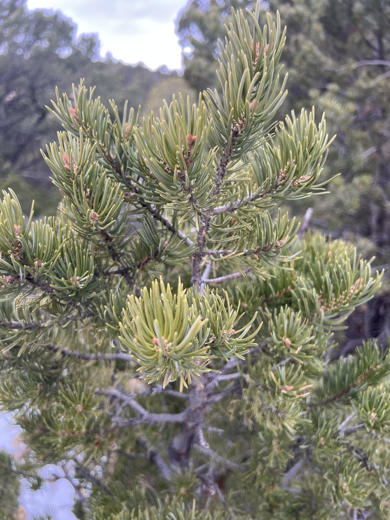 Colorado Pinyon from Cibola National Forest, Cedar Crest, NM, US on ...
