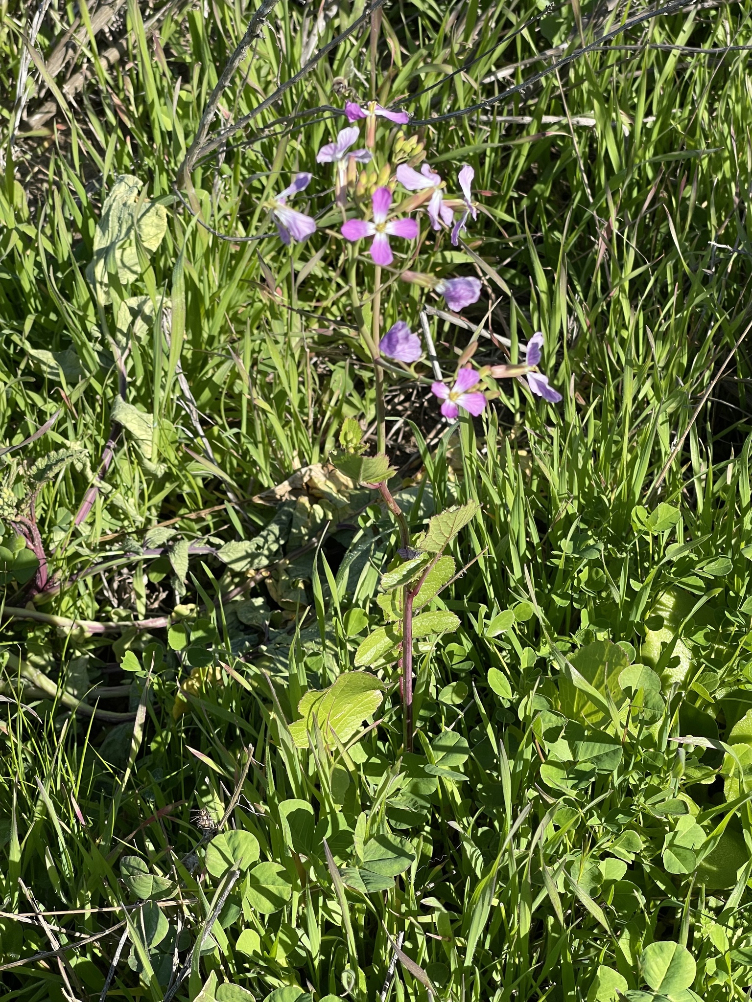 Raphanus sativus L.