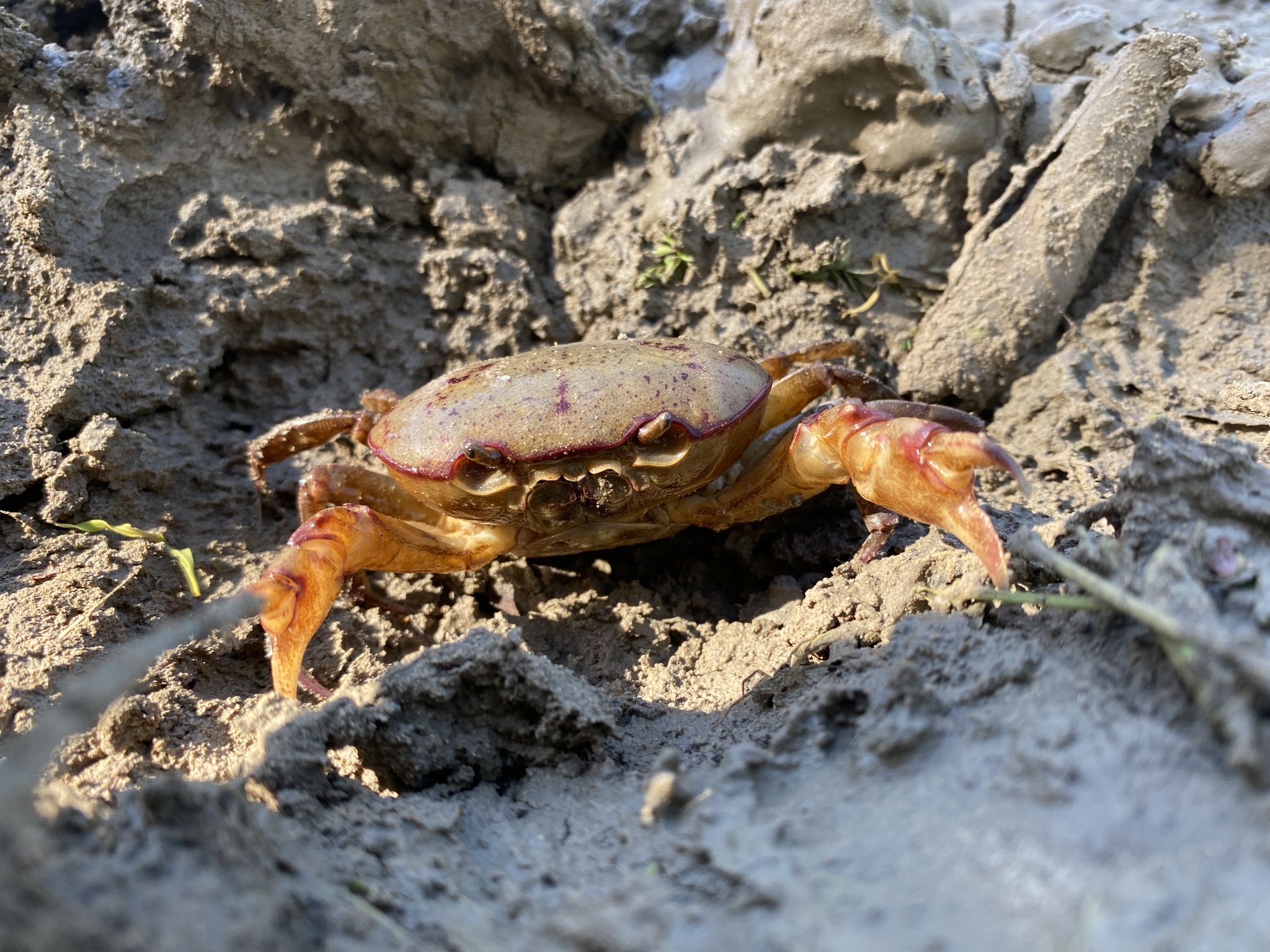 Austrothelphusa transversa (von Martens, 1868)