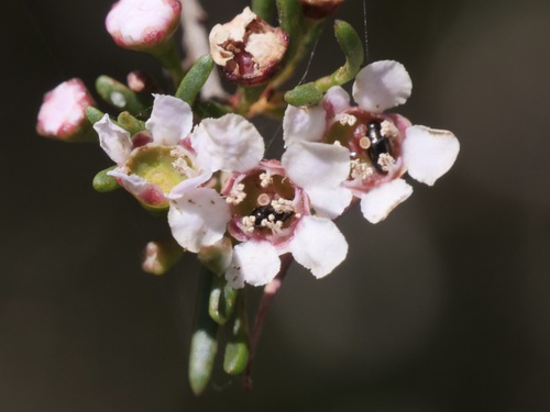 Astartea leptophylla · iNaturalist