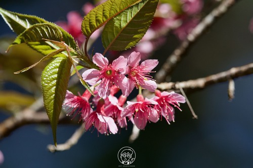 Wild Himalayan Cherry (Prunus cerasoides) · iNaturalist