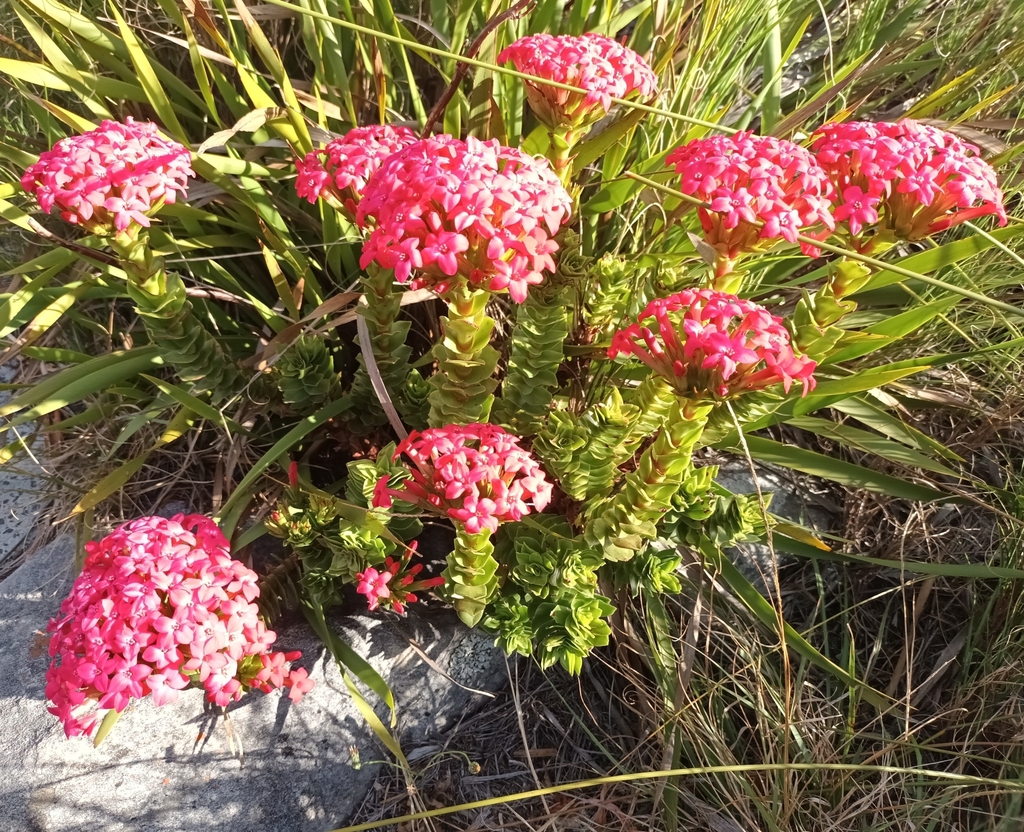 Rochea from Table Mountain National Park, ZA-WC-CT, ZA-WC, ZA on ...