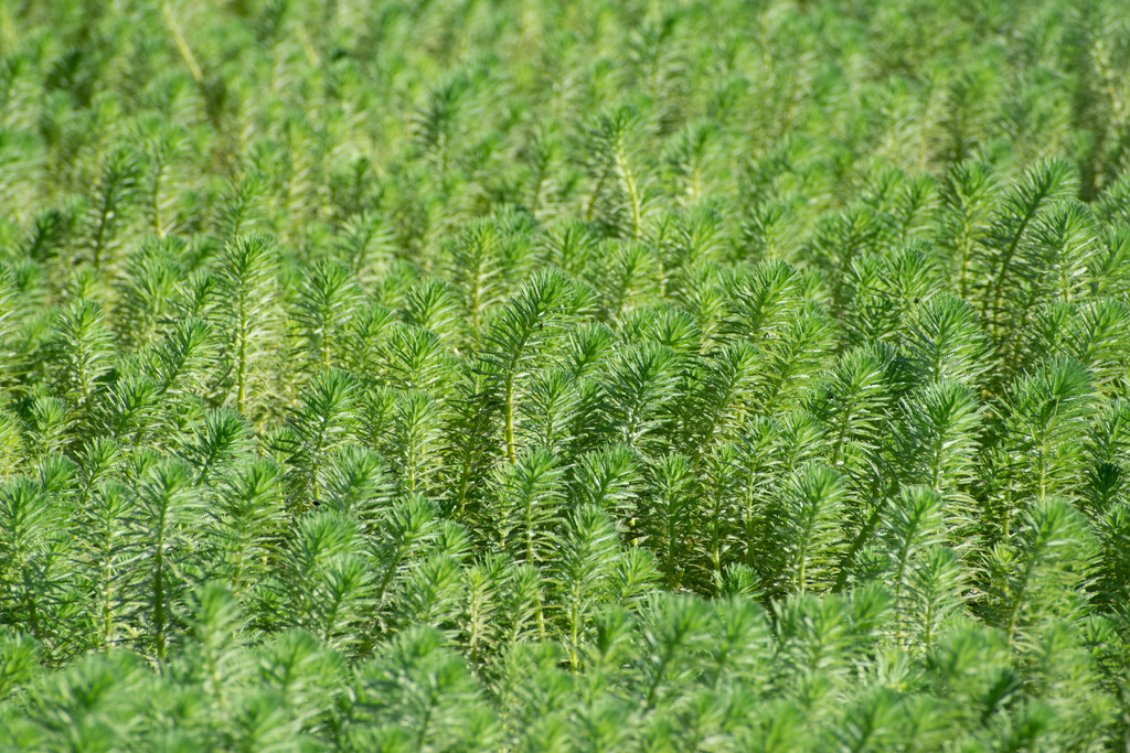 Parrot's feather from Warriewood DC NSW 2102, Australia on January 25 ...
