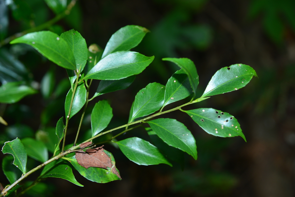 Symplocos migoi from 台灣新竹縣 on February 17, 2019 at 11:10 AM by JODY ...