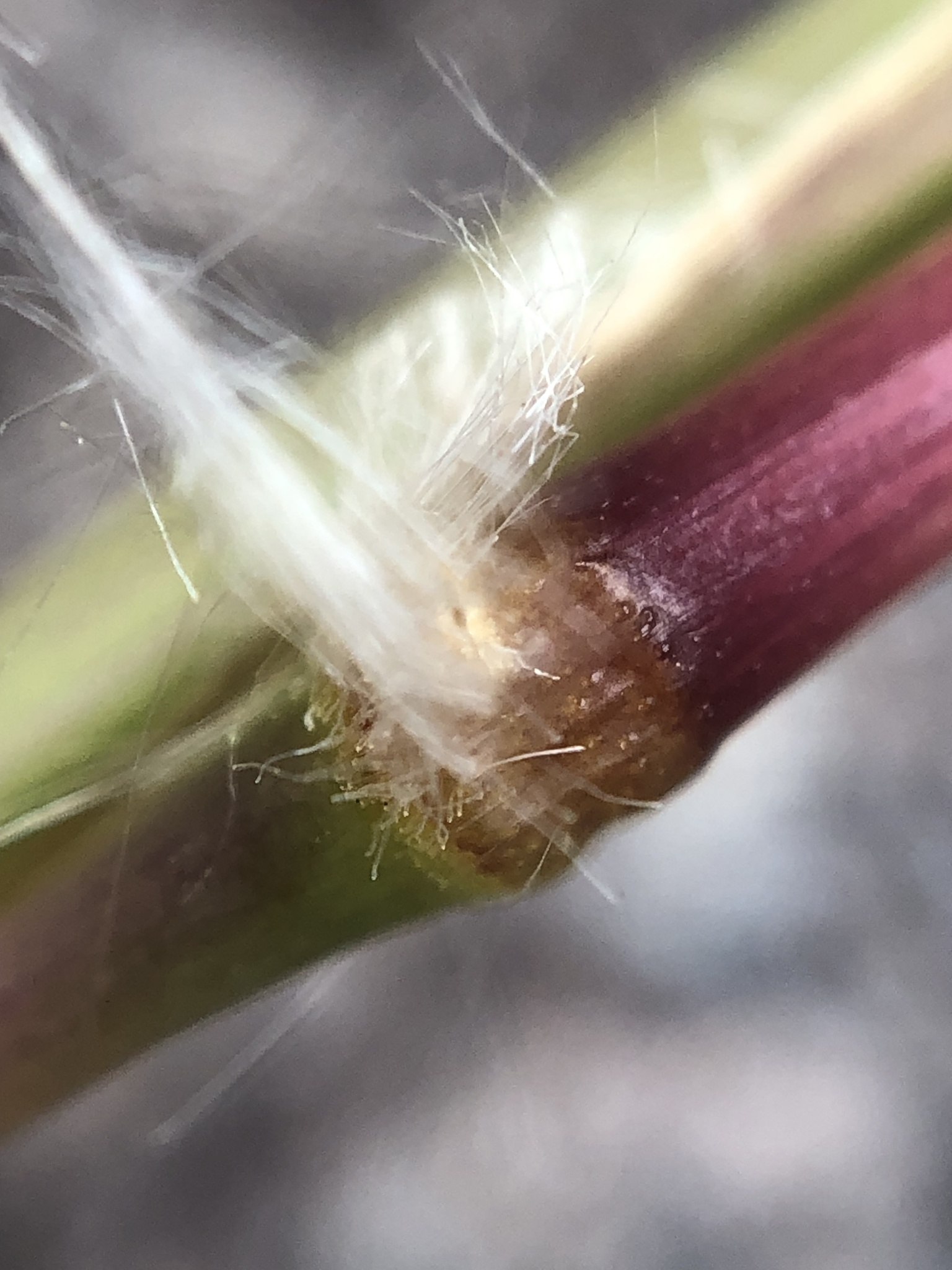 Imperata cylindrica (L.) P.Beauv.