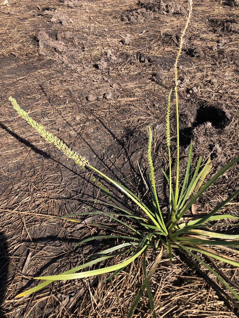 Water Ribbons from Balldale, NSW, AU on January 26, 2023 at 05:39 PM by ...