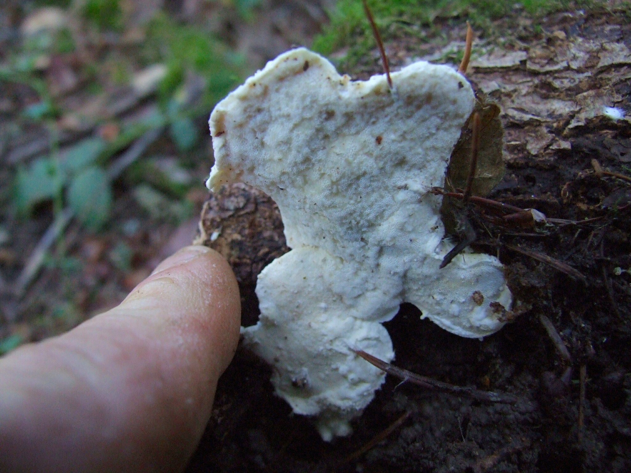 Tyromyces chioneus (Fr.) P.Karst.
