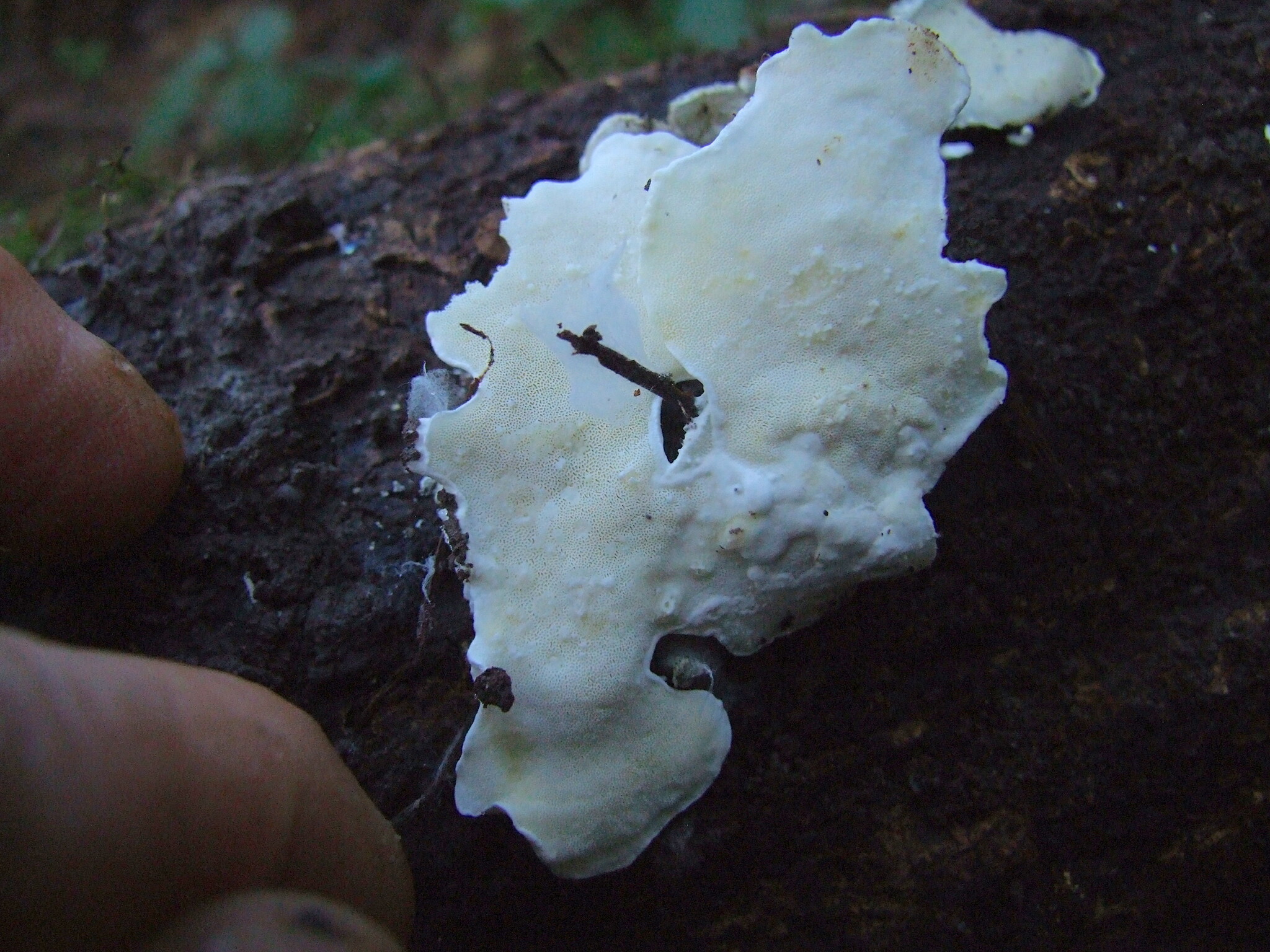 Tyromyces chioneus (Fr.) P.Karst.