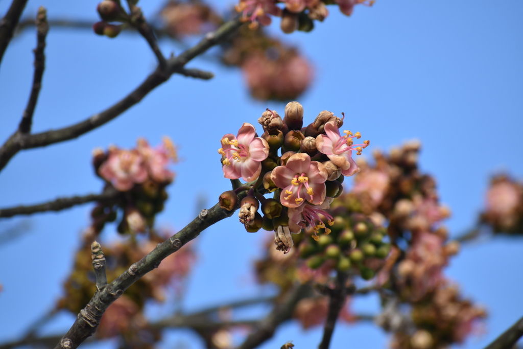 Kapok Tree from La Yesca, Nay., México on January 24, 2023 at 09:17 AM ...