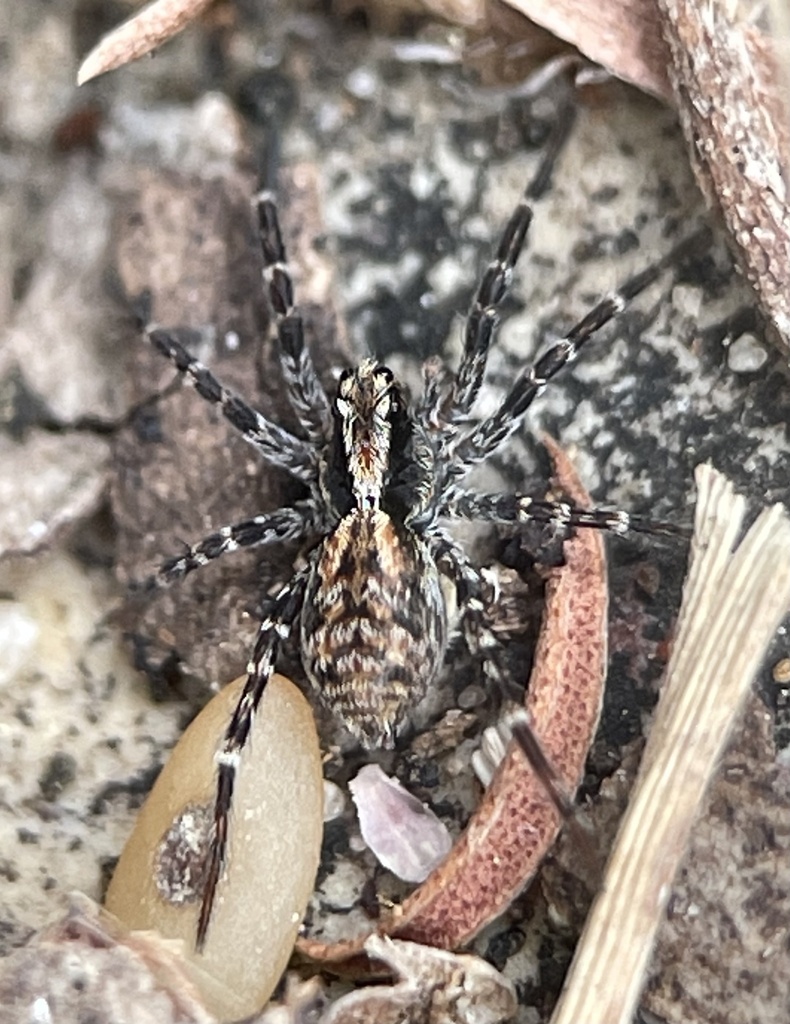Wolf Spiders from Boundary Tk E, Frankston South, VIC, AU on January 26 ...