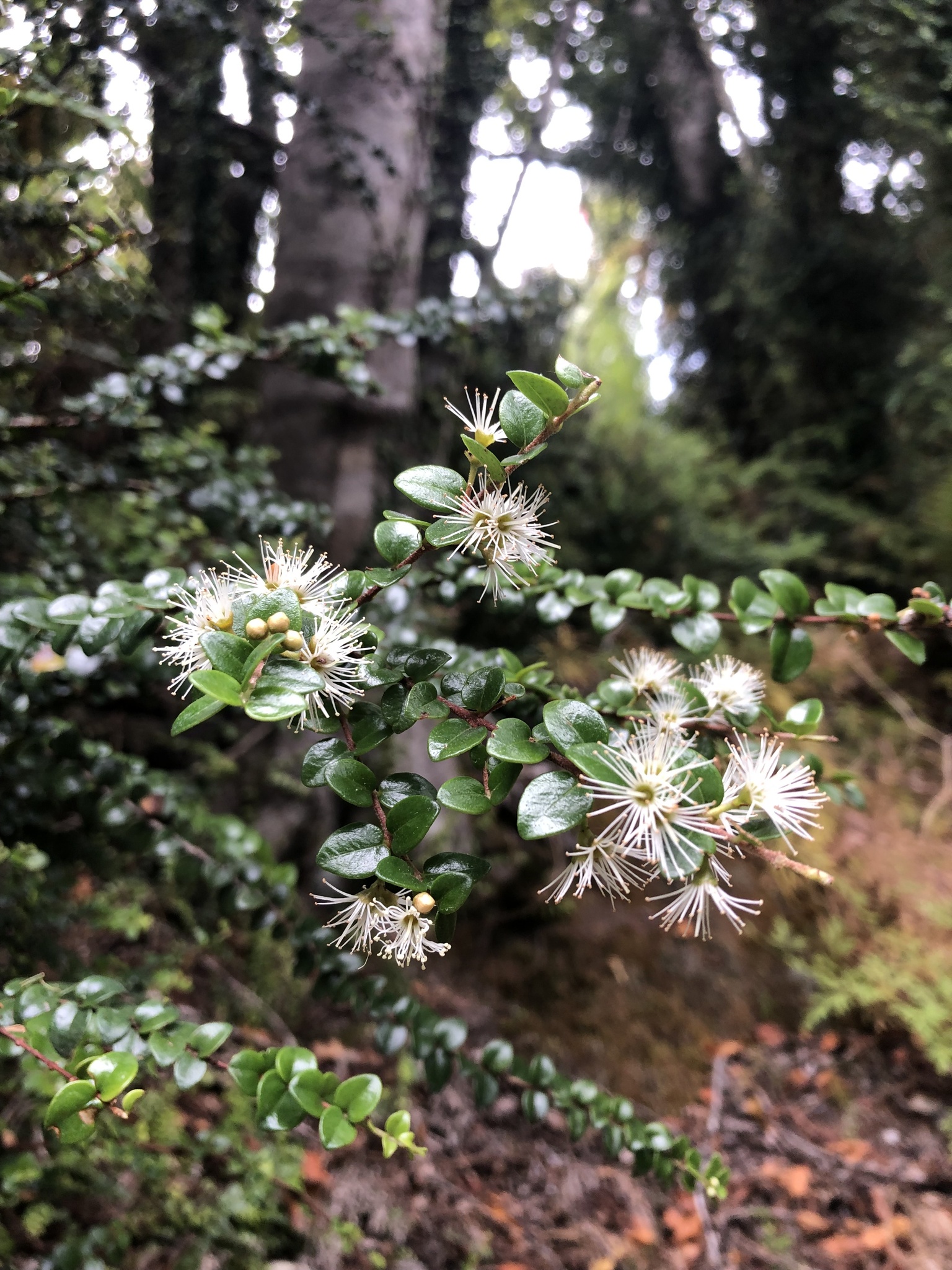 Metrosideros diffusa (G.Forst.) Sm.