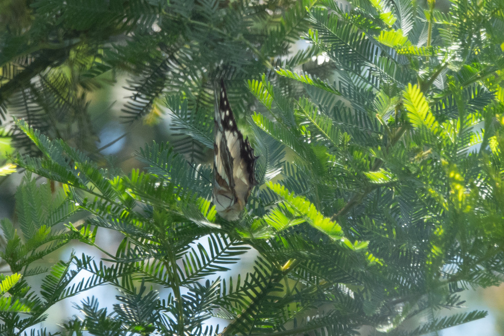 Tailed Emperor from Green Gully VIC 3462, Australia on January 05, 2023 ...