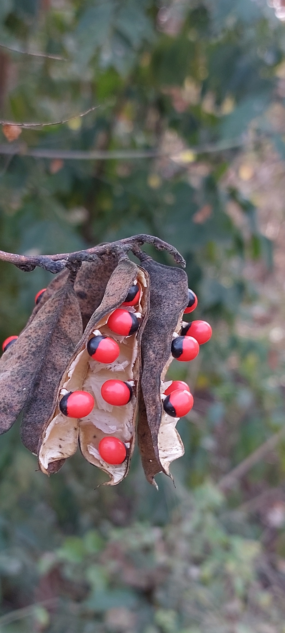 Abrus precatorius L.