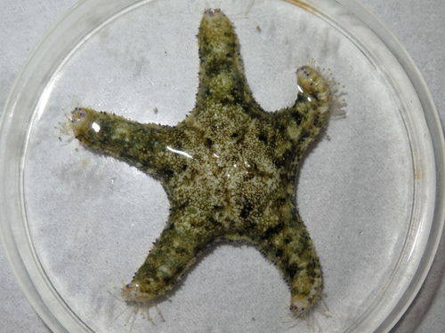 Género Disasterina · iNaturalist Mexico