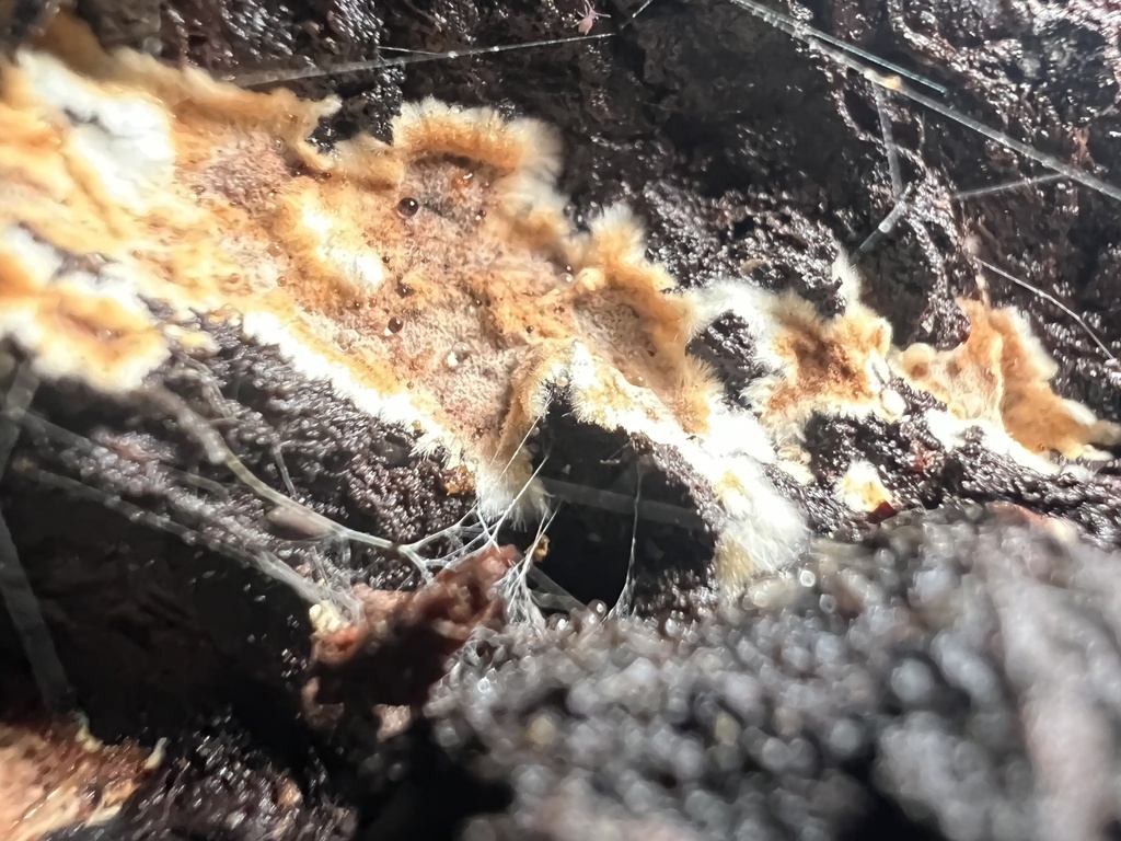 Coniferiporia weirii from Fairhaven Park, Bellingham, WA, US on January ...