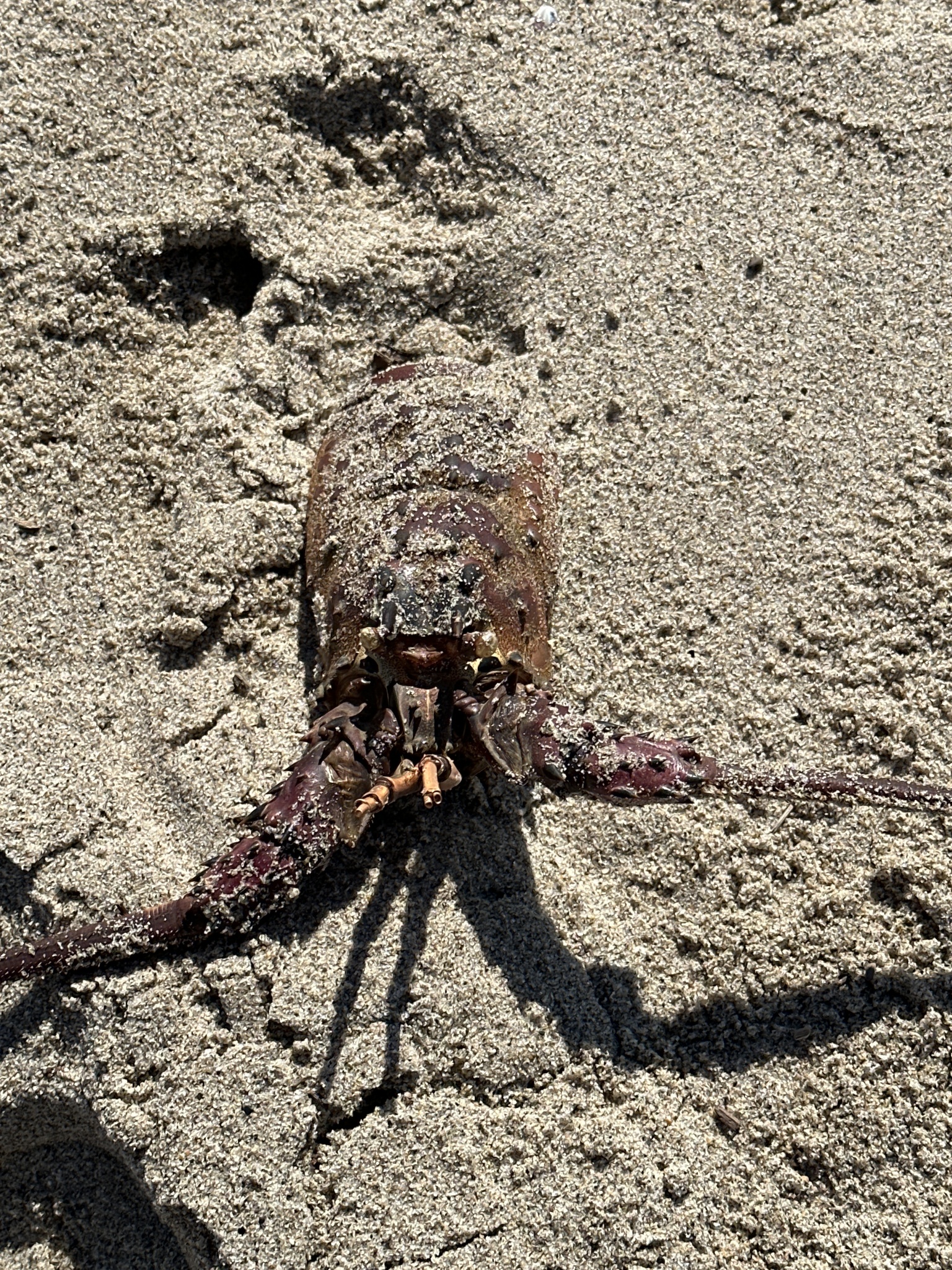 Panulirus interruptus (J.W.Randall, 1840)