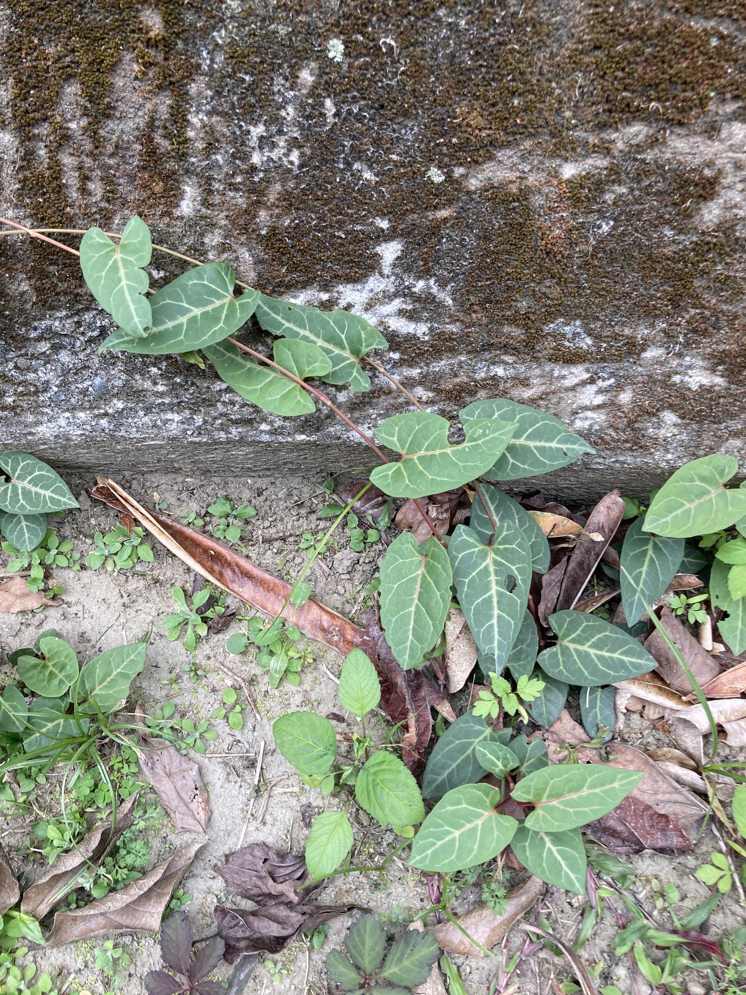 Fallopia multiflora (Thunb.) Haraldson