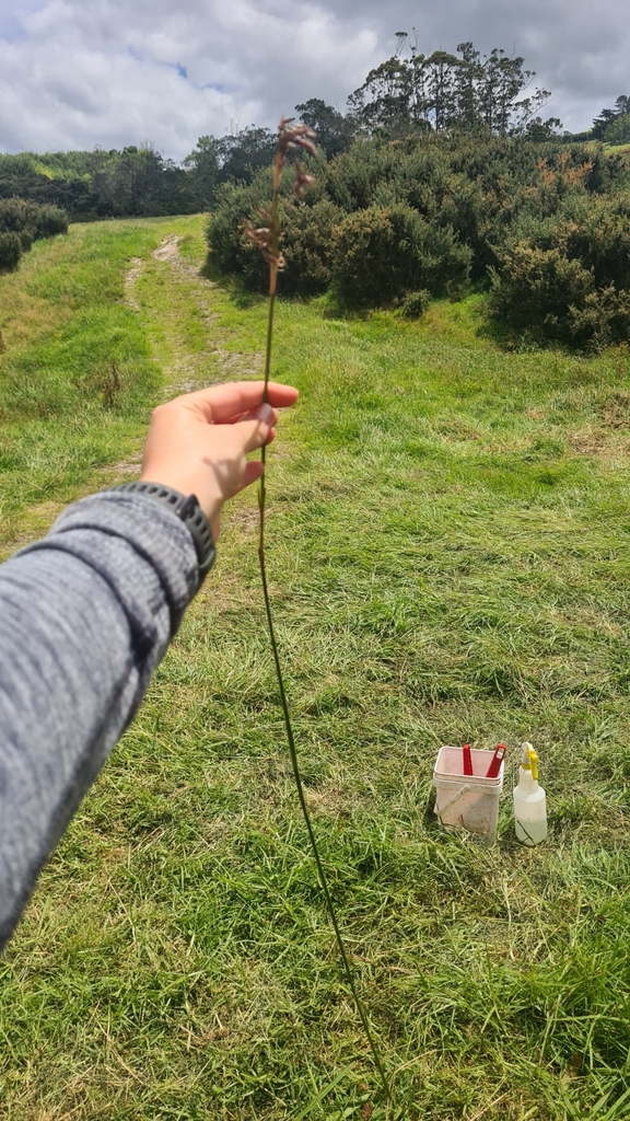 Common Twig Rush from Massey, Auckland, New Zealand on January 26, 2023 ...