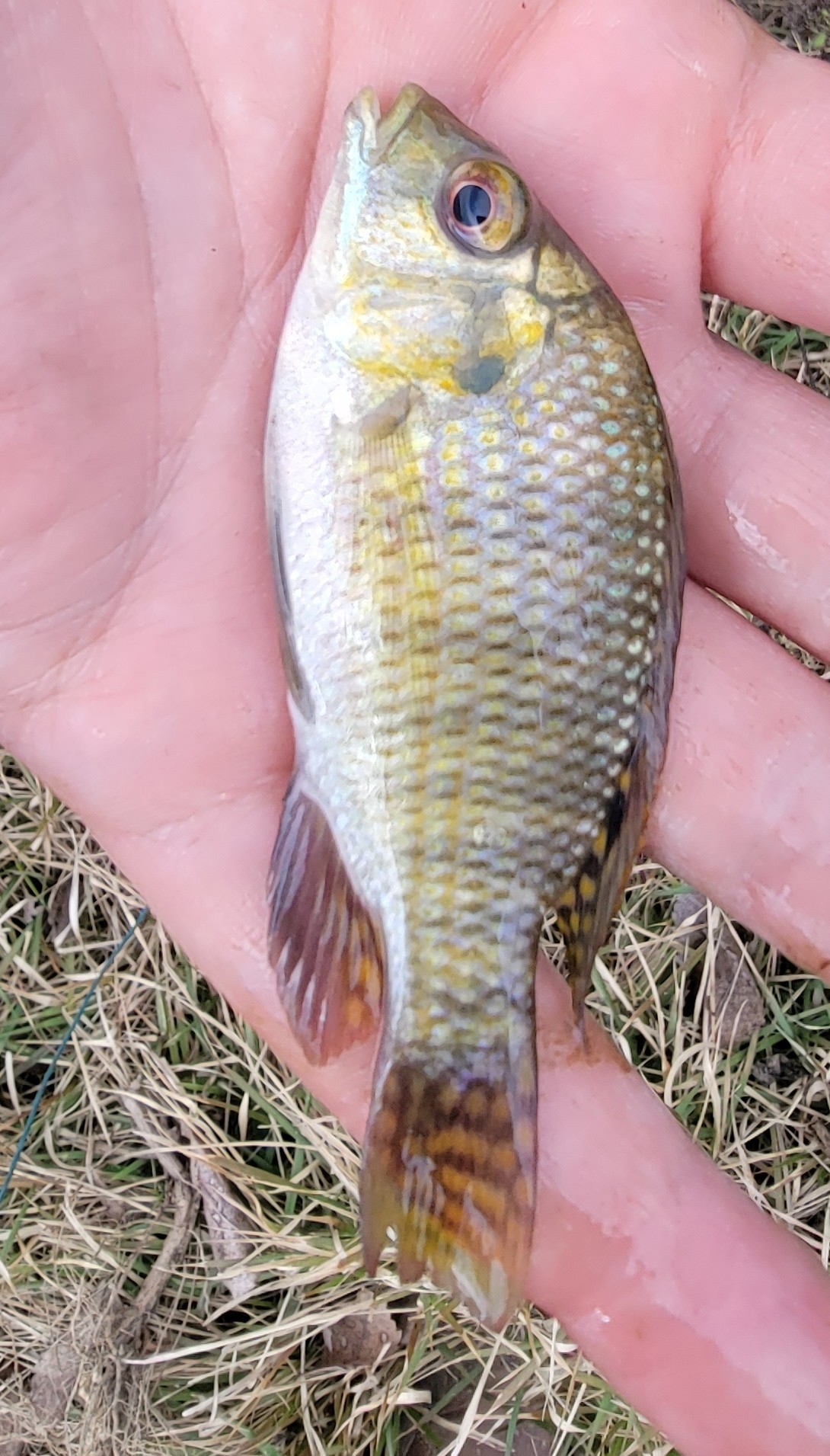 Coptodon zillii (Gervais, 1848)