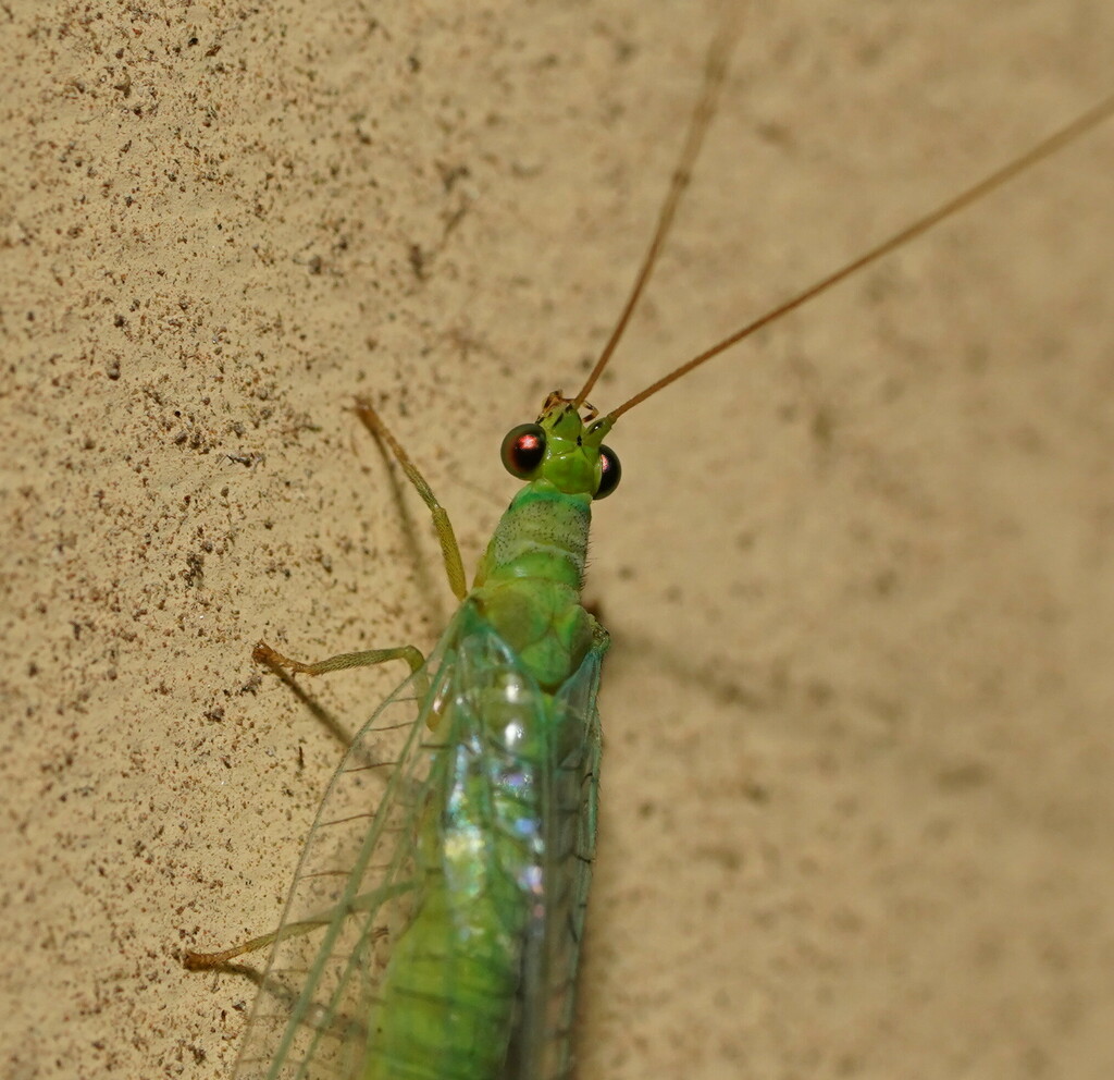 Mallada signatus from Monbulk VIC 3793, Australia on January 23, 2023 ...