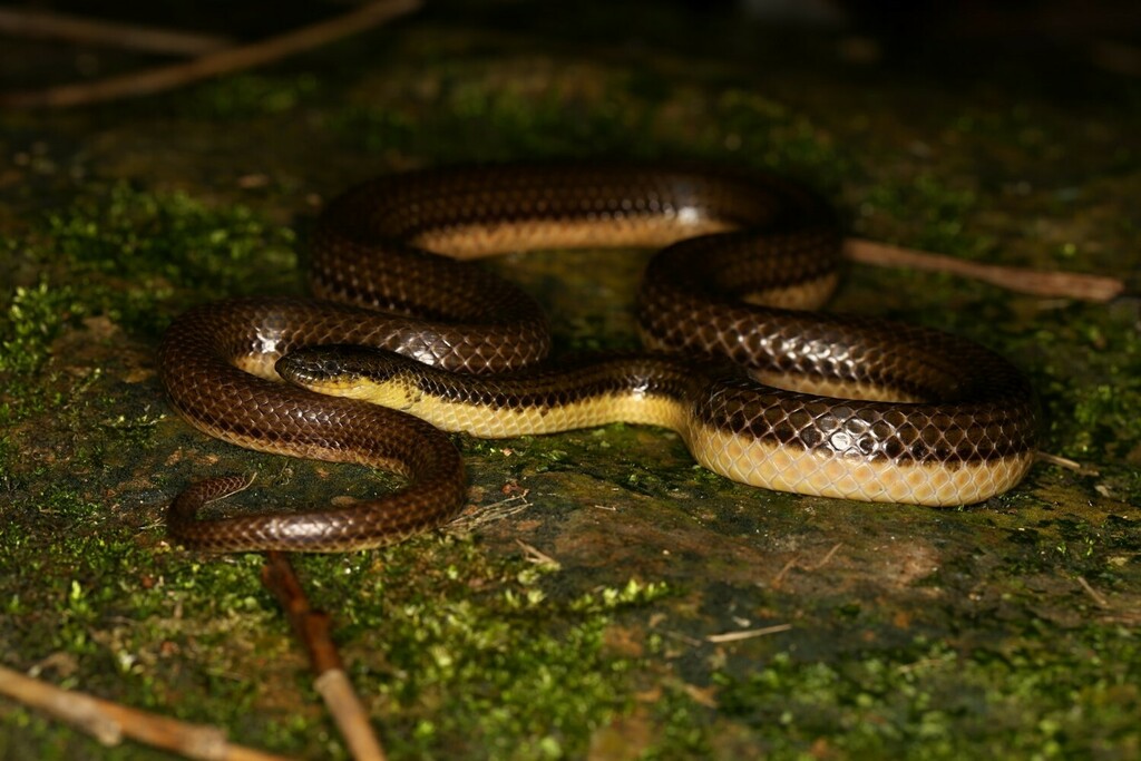 Bicoloured Stream Snake from Ba Vì, Hanoi, Vietnam on April 30, 2018 at ...