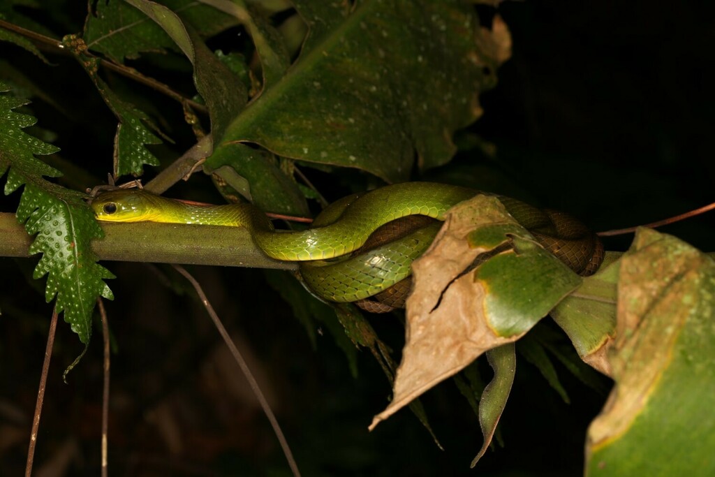 North China Green Snake from Ba Vì, Hanoi, Vietnam on April 30, 2018 at ...