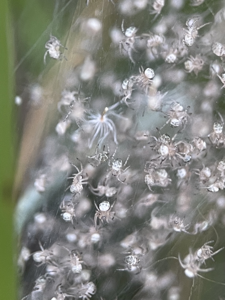 Saint Andrew's Cross Spider from Frankston South, VIC, AU on January 26 ...