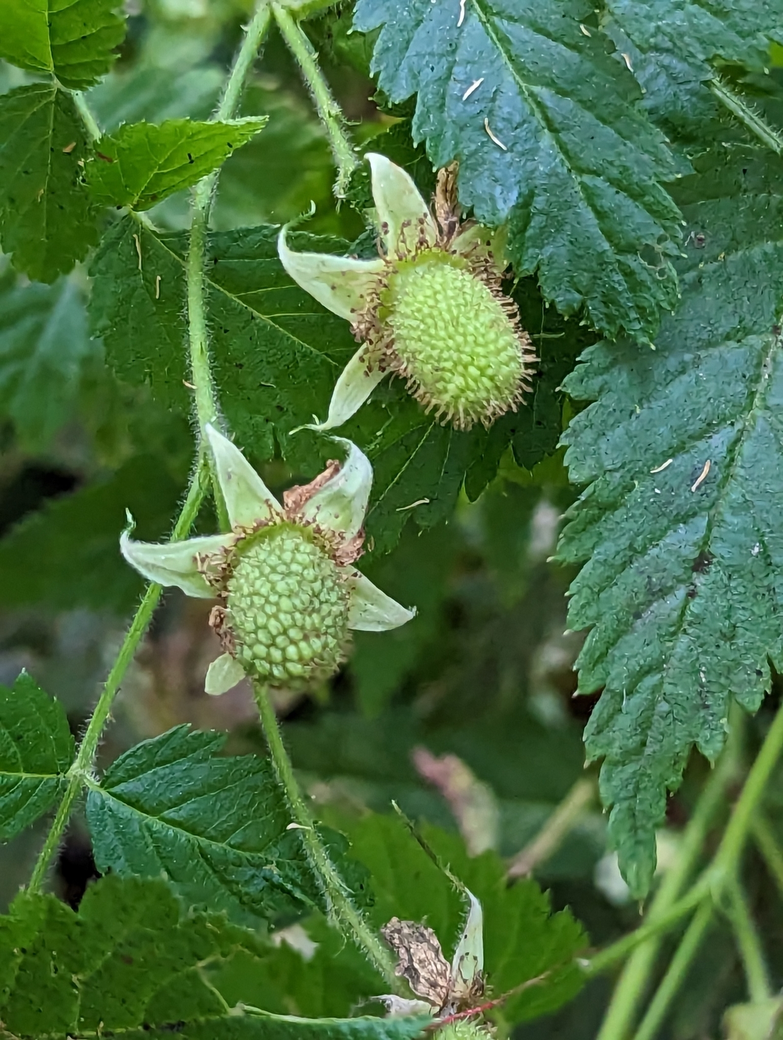 Rubus rosifolius Sm.