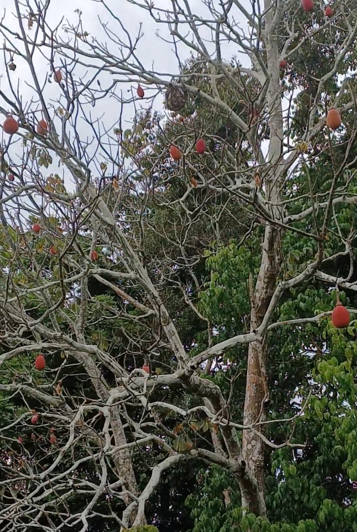 Pseudobombax munguba (Mart. & Zucc.) Dugand