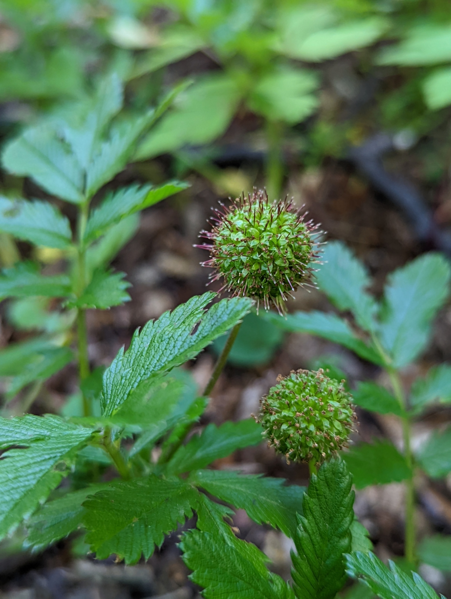 Acaena ovalifolia Ruiz & Pav.