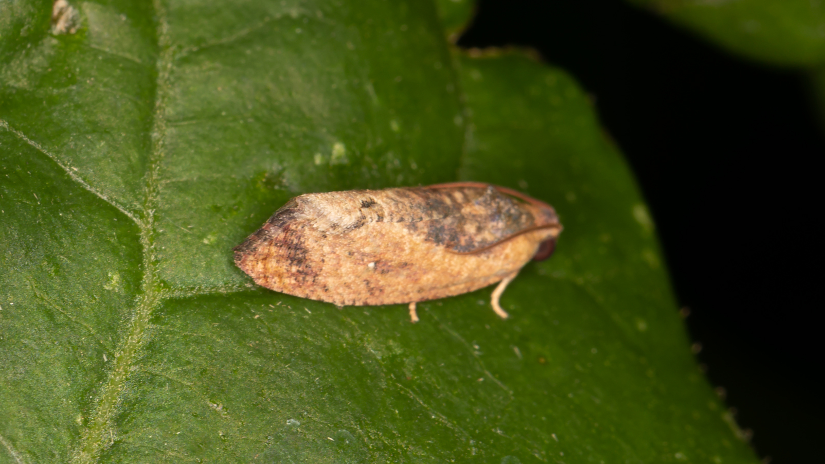 Cryptophlebia ombrodelta (Lower, 1898)