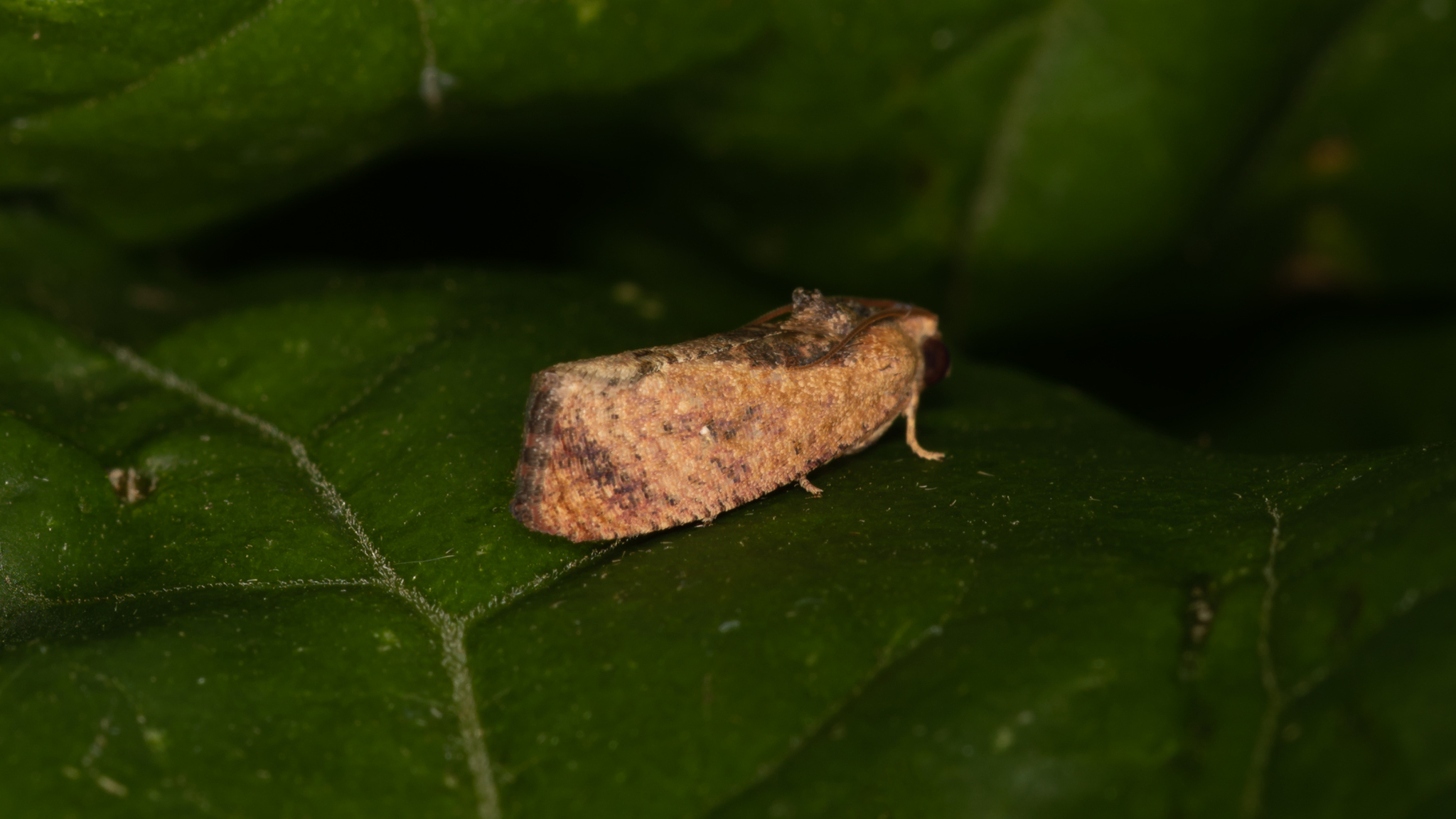 Cryptophlebia ombrodelta (Lower, 1898)