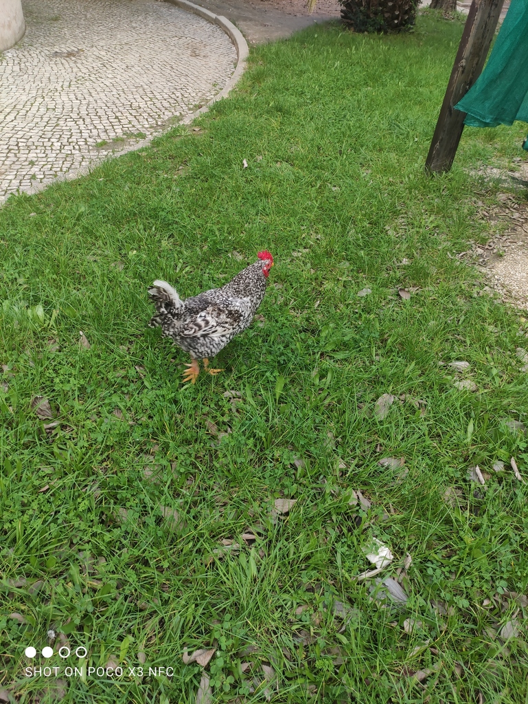 Domestic Chicken from Escola Secundária José Gomes Ferreira on January ...