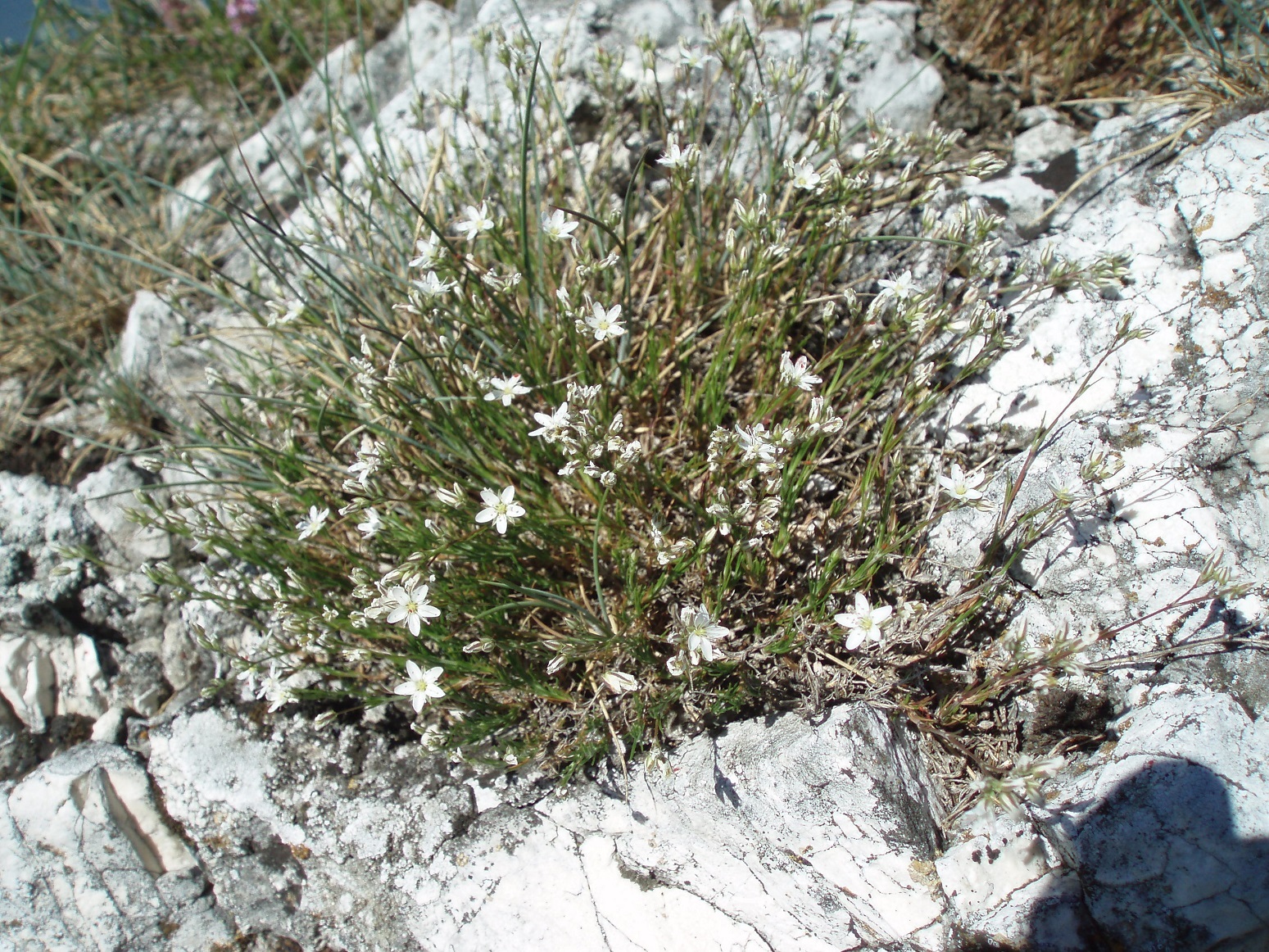 Minuartia setacea (Thuill.) Hayek