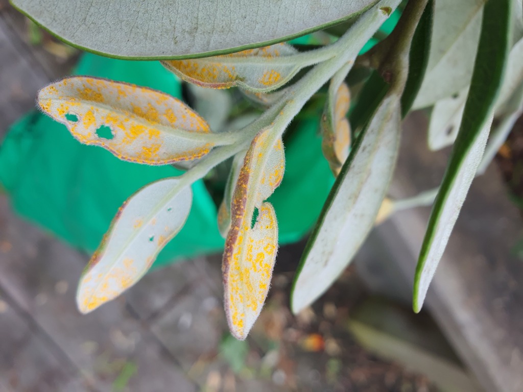 Myrtle Rust from Point Chevalier, Auckland, New Zealand on January 26 ...