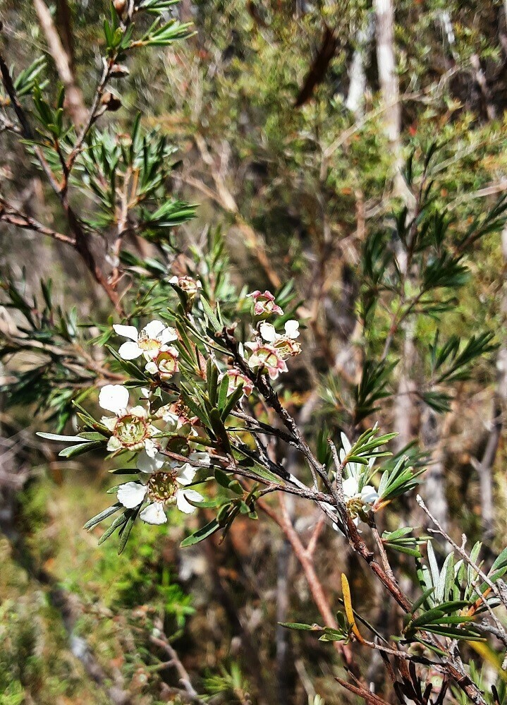 prickly tea tree from Blue Mountains NSW, Australia on January 25, 2023 ...