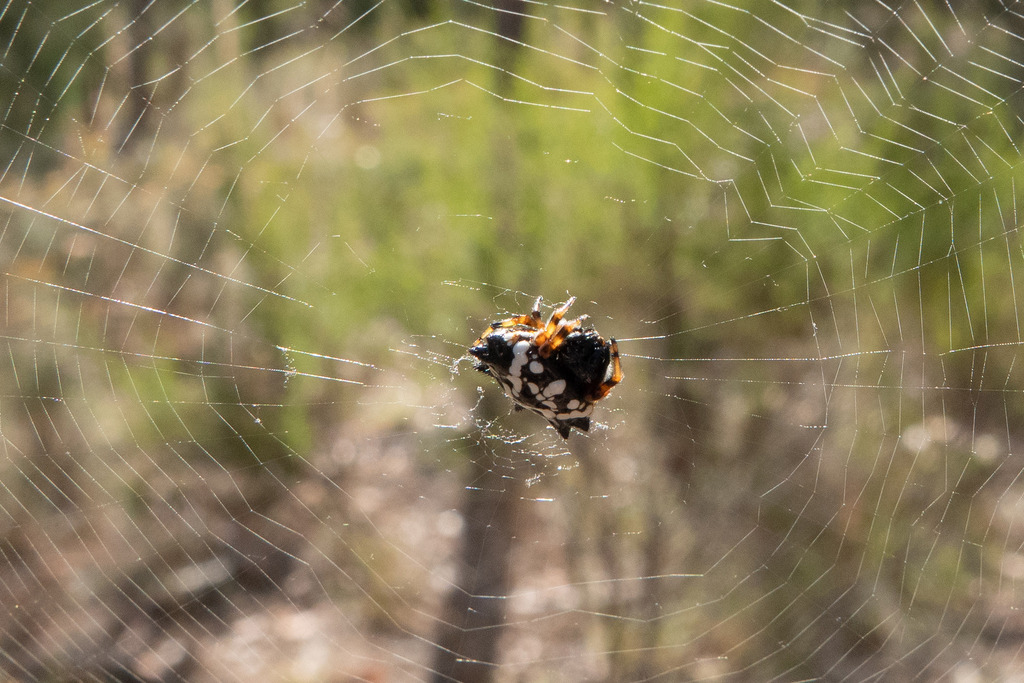 Christmas Jewel Spider from Castlemaine VIC, Australia on January 08 ...