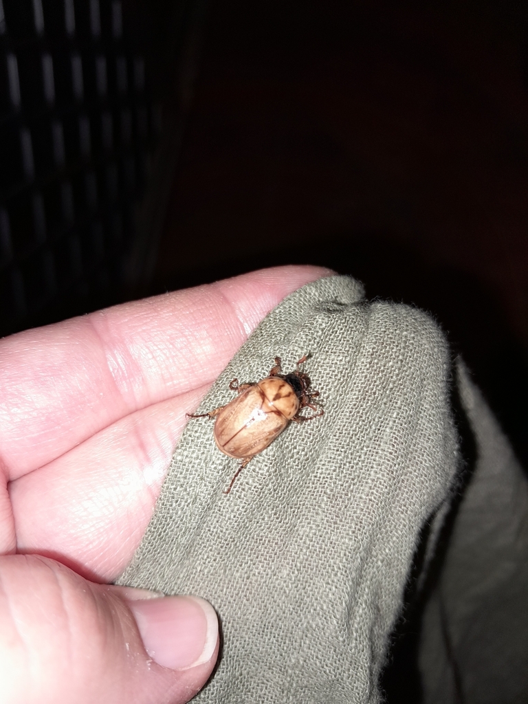 Argentinian Scarab from Armidale NSW 2350, Australia on January 26 ...