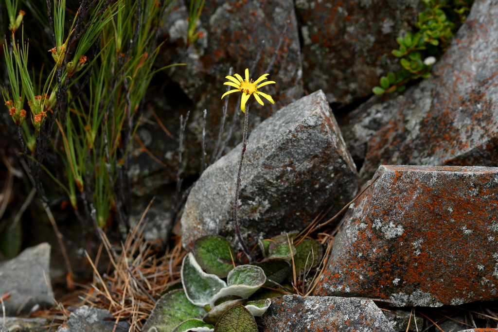 Brachyglottis lagopus from Castle Hill, New Zealand on January 07, 2023 ...