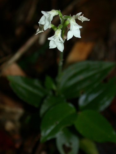 Odontochilus integrus · iNaturalist
