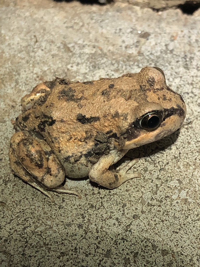 Giant Bullfrog from Mossdale Rd, Balldale, NSW, AU on January 26, 2023 ...