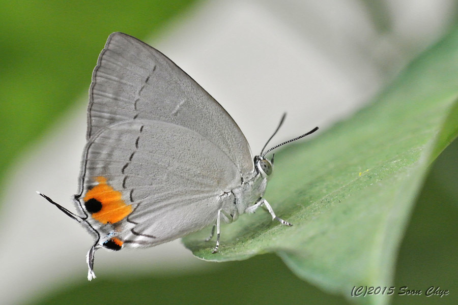 White Royal (Butterflies of Negeri Sembilan (Malaysia)) · iNaturalist