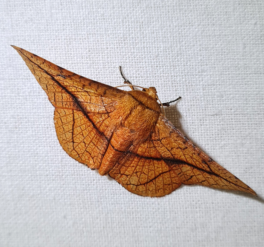 Striglina scitaria from Parbing, East Sikkim, India on July 31, 2022 at ...