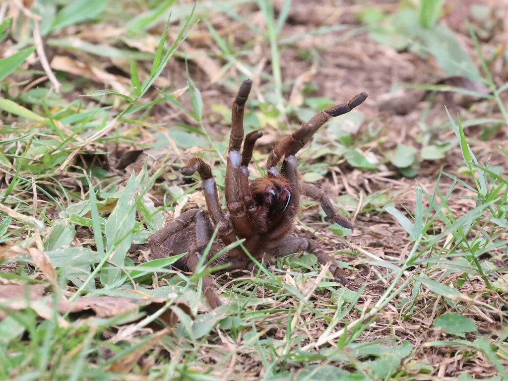 Eumenophorine Baboon Spiders from Buhaguzi, Uganda on January 22, 2023 ...