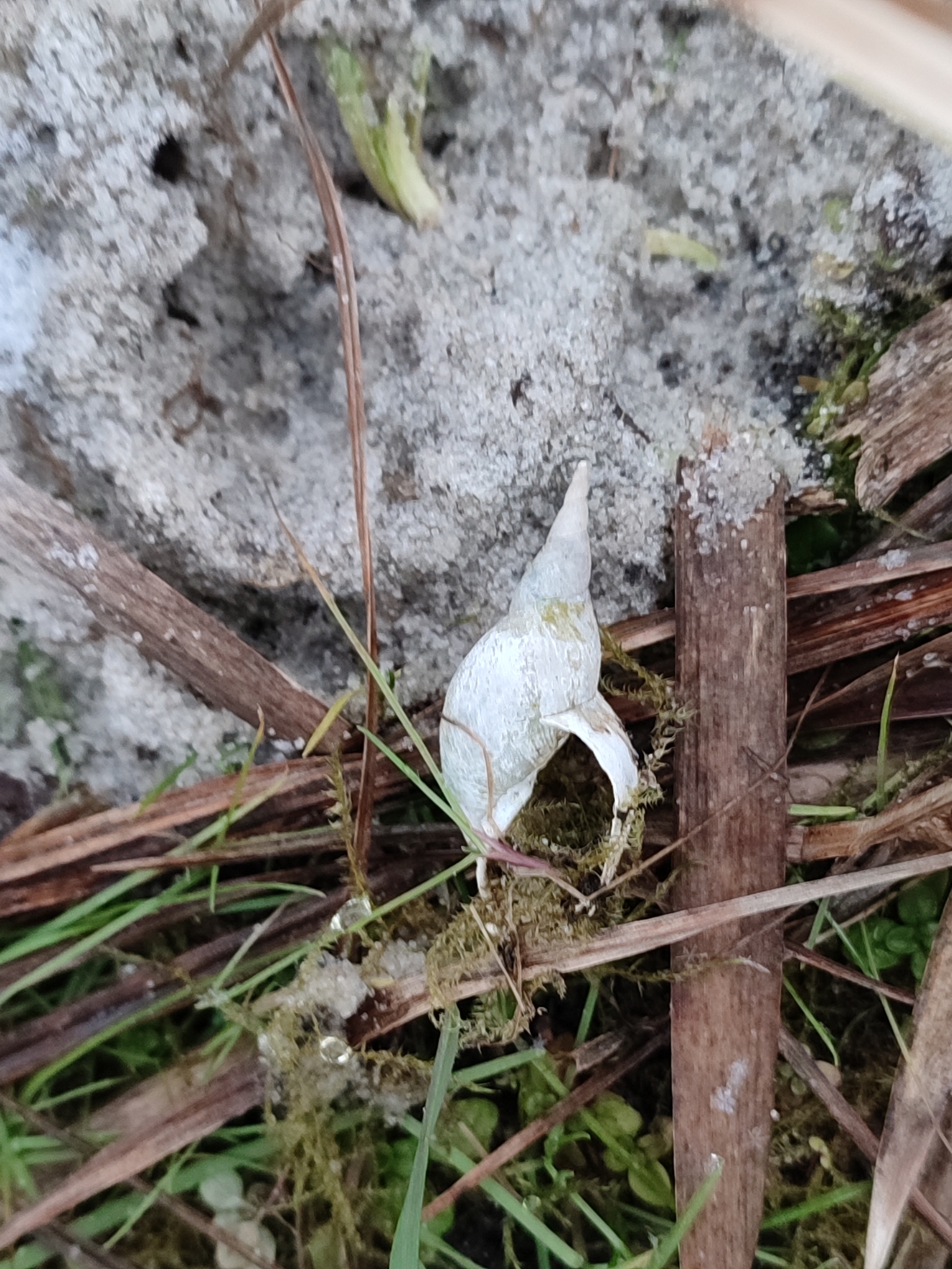 Lymnaea stagnalis (Linnaeus, 1758)