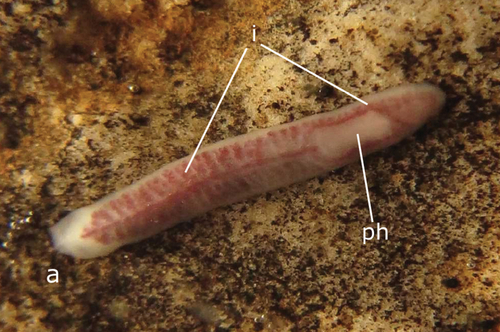 Hausera hauseri · iNaturalist