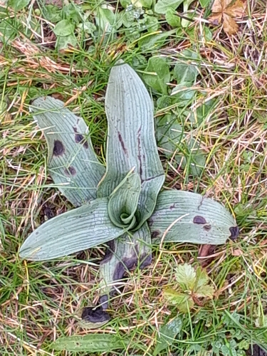 Photo 253612949, (c) Prévot Éric, some rights reserved (CC BY-NC ...