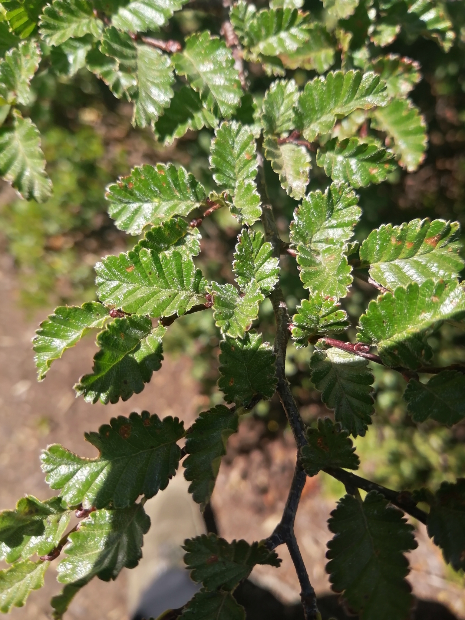 Nothofagus pumilio (Poepp. & Endl.) Krasser