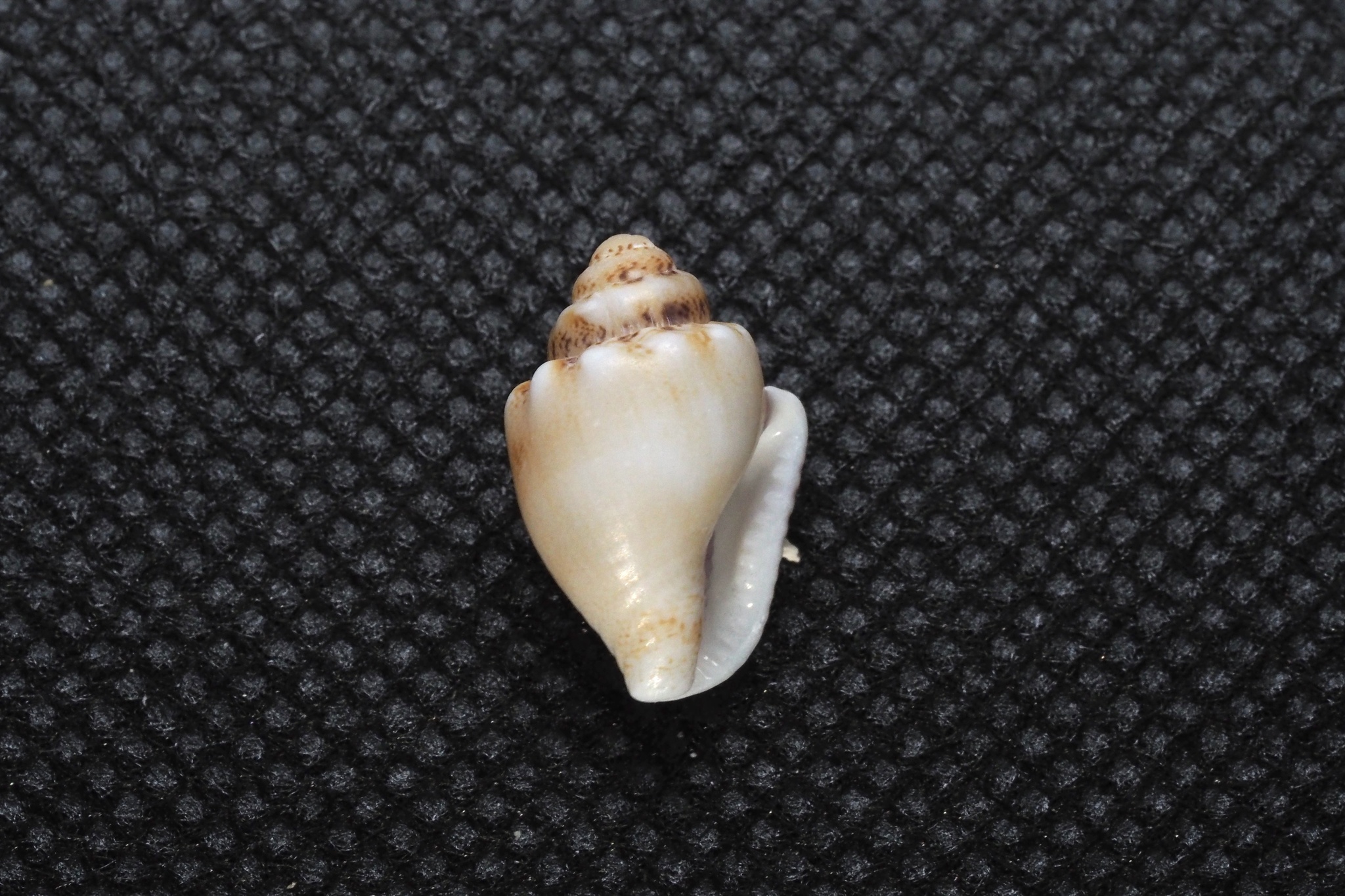 Euplica scripta (Lamarck, 1822)